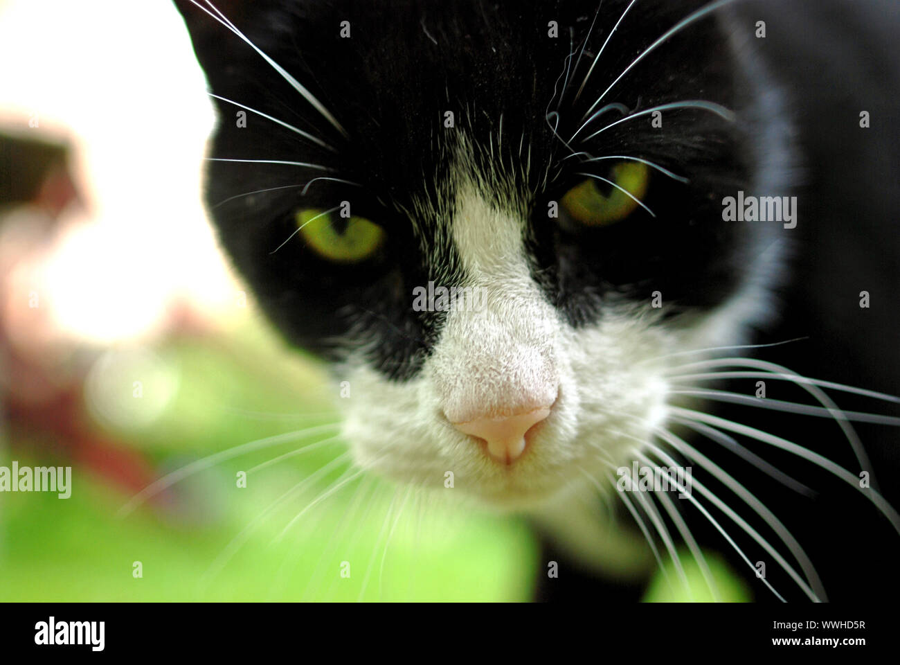 Household cat Alfred Stock Photo - Alamy