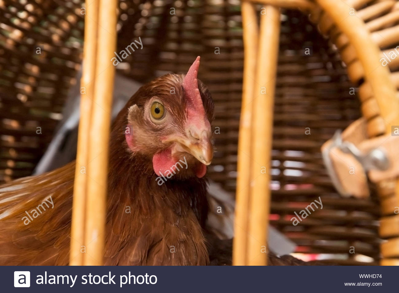 Chicken Transport Stock Photos & Chicken Transport Stock Images - Alamy