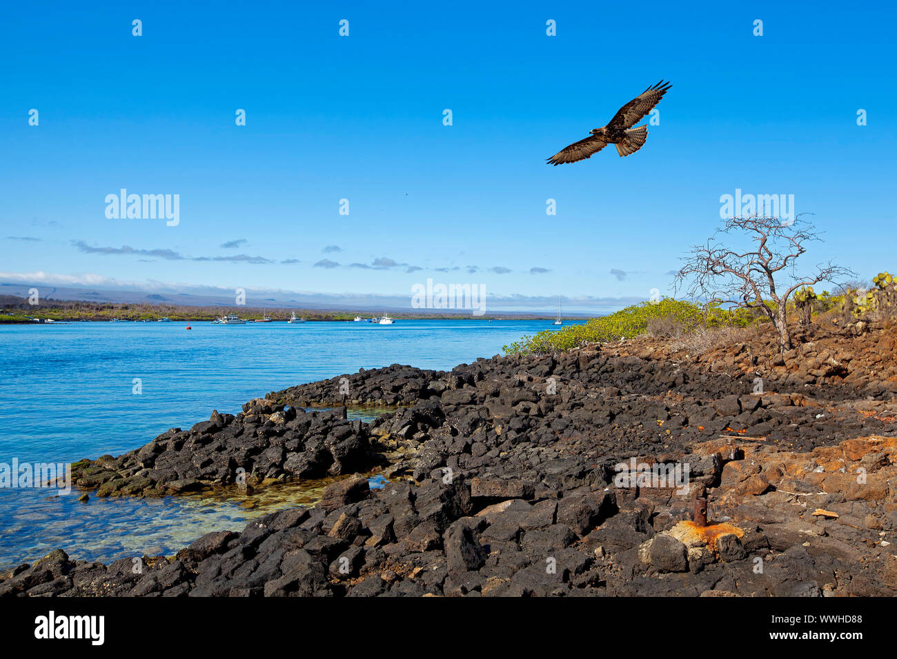Galapagos Hawk flying over dry land and ocean Stock Photo - Alamy