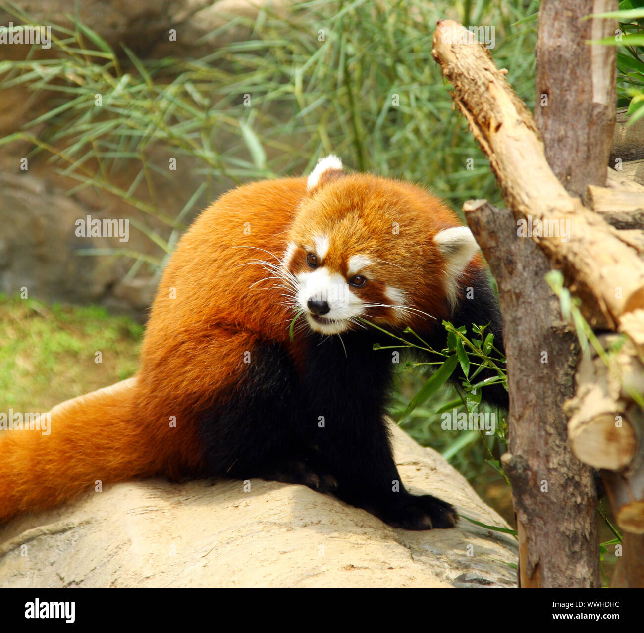 The endangered red panda Stock Photo - Alamy