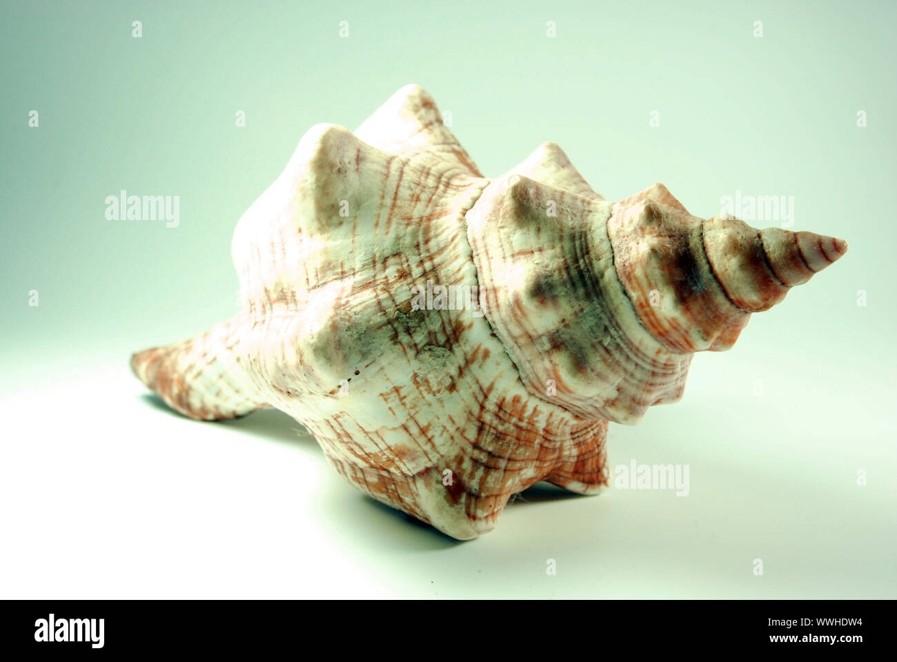 Radix hi-res stock photography and images - Alamy