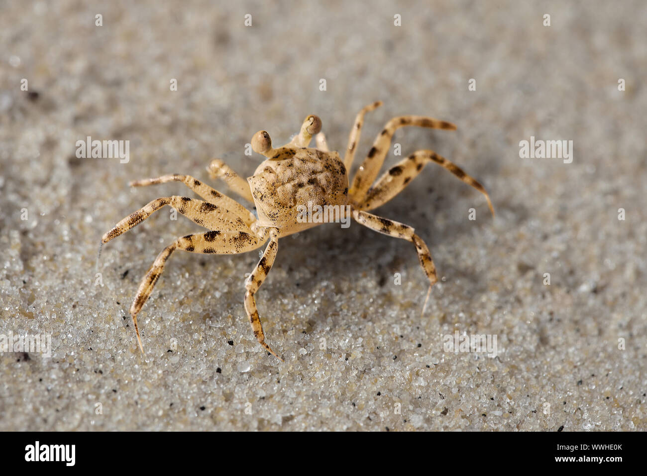 Small beach crab on the sand close up Stock Photo - Alamy