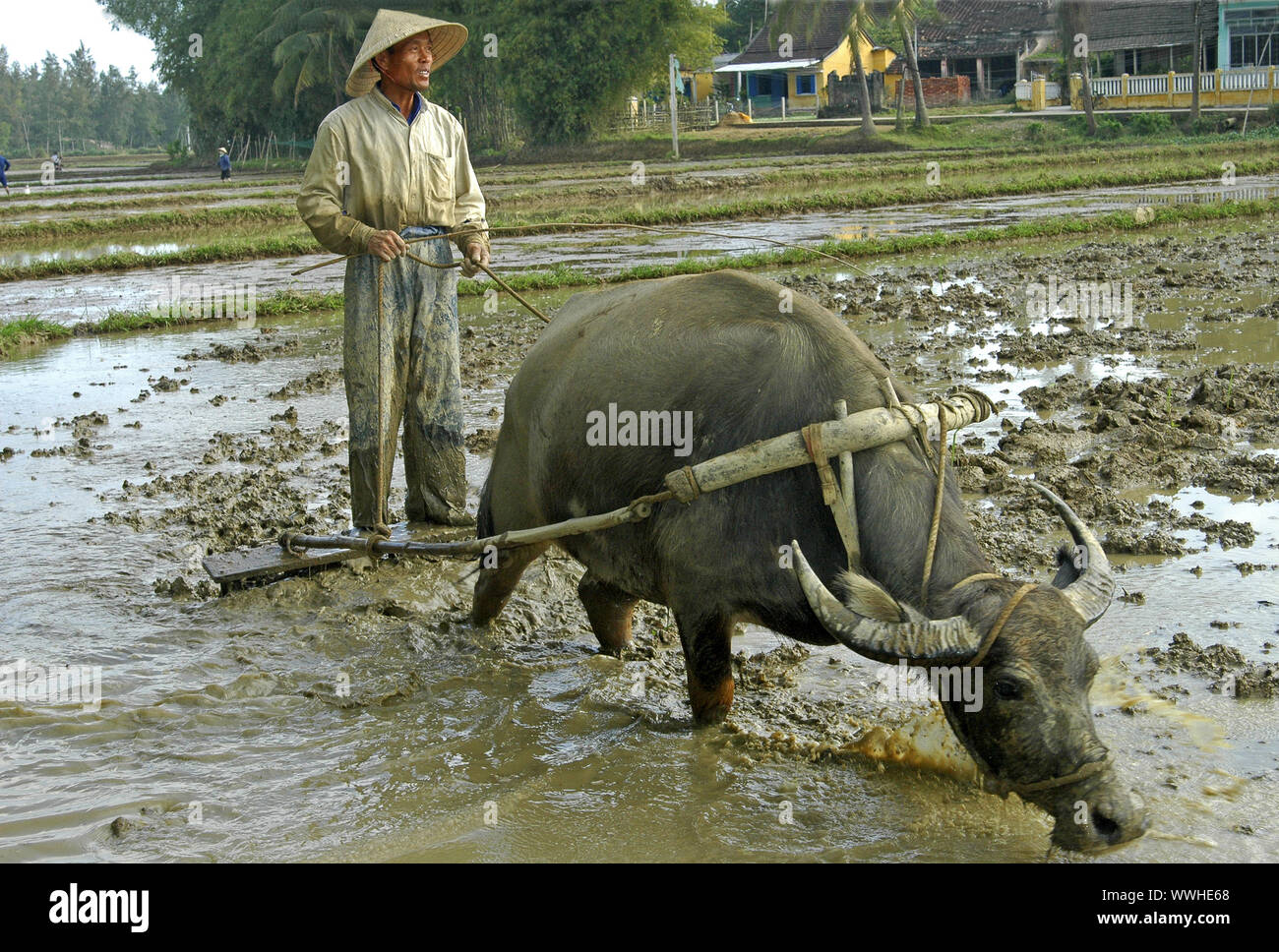Vietnamese rice farmer Stock Photo - Alamy