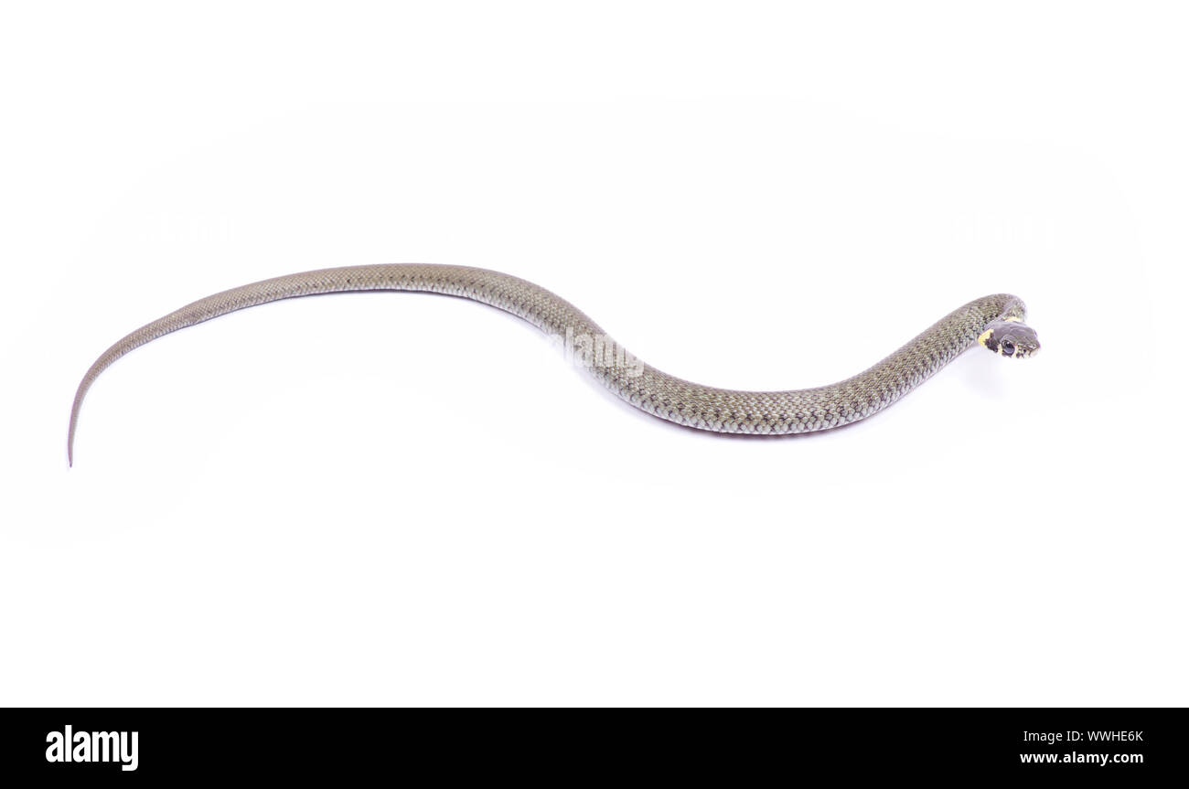 snake isolated on white background Stock Photo - Alamy