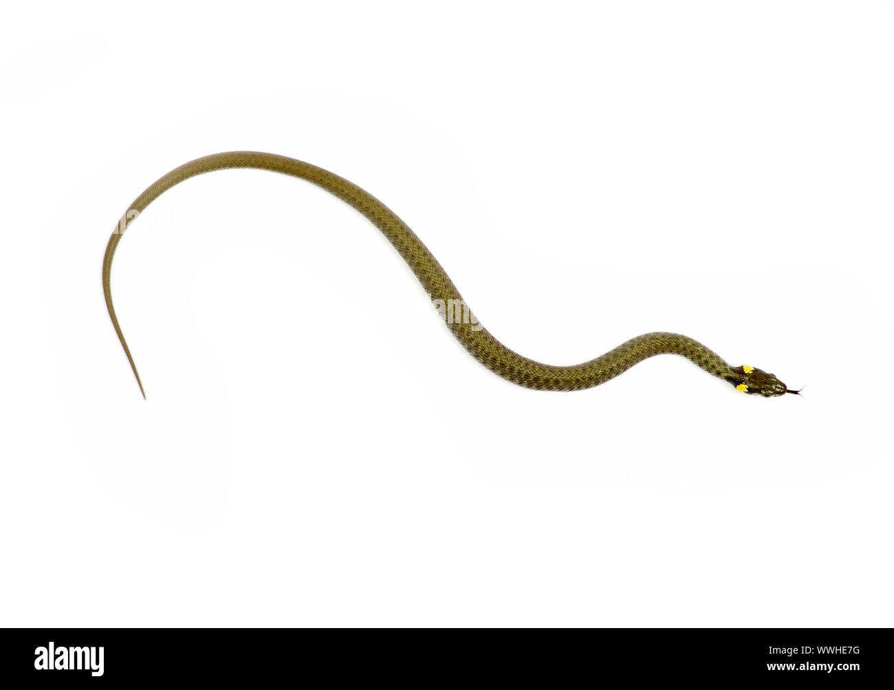 snake isolated on white background Stock Photo - Alamy