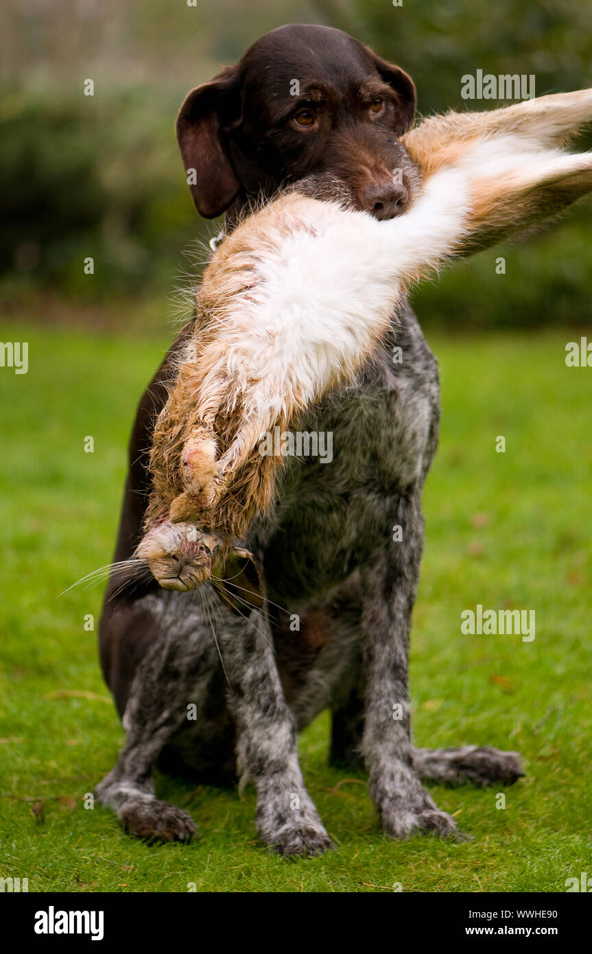 German wire hair with rabbit Stock Photo - Alamy
