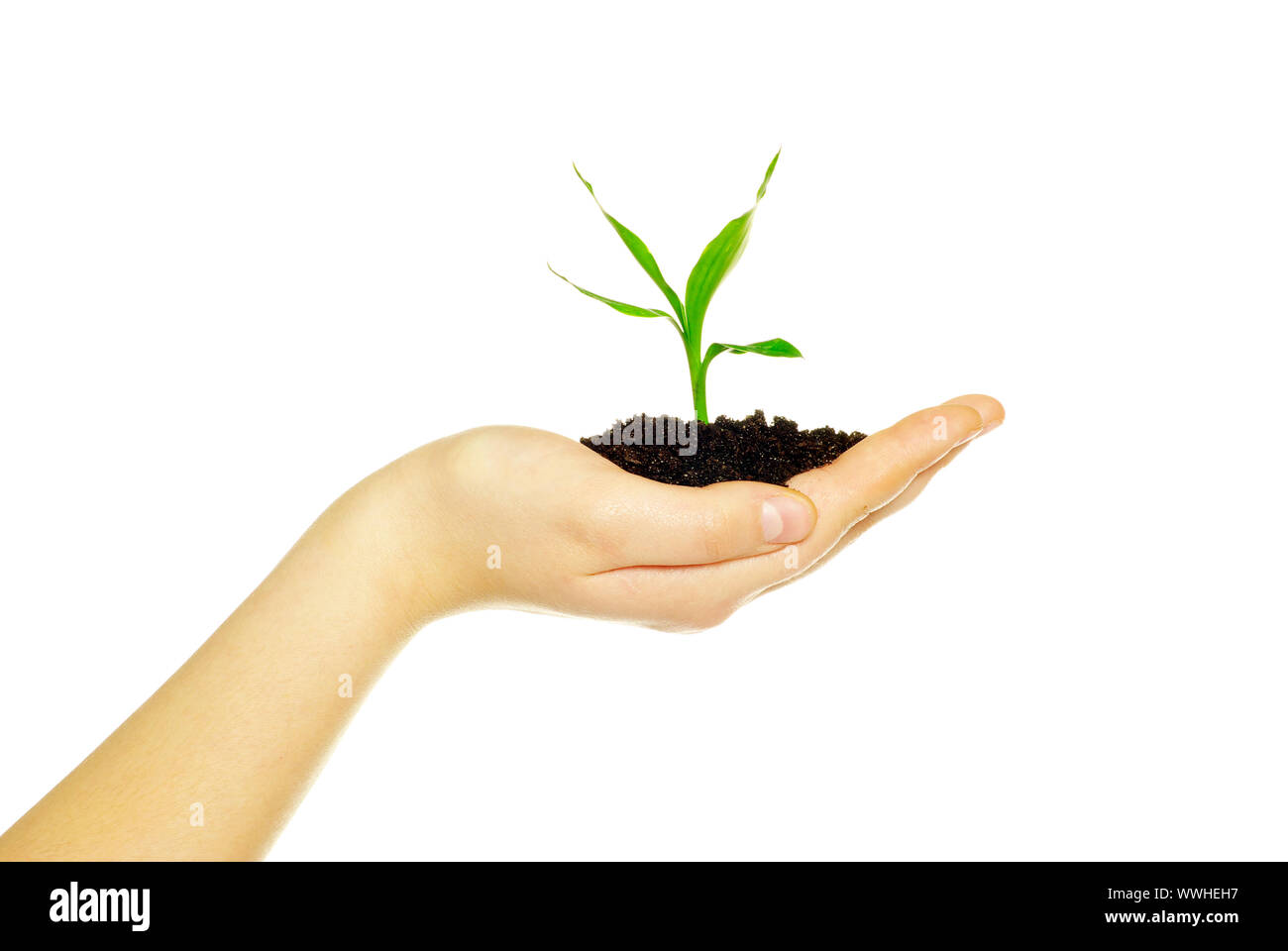 Hands holding sapling in soil on white Stock Photo - Alamy