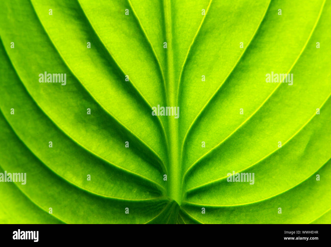 structure of leaf natural background Stock Photo - Alamy