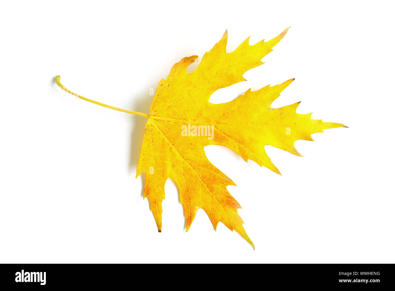 autumn maple leaf isolated on white background Stock Photo - Alamy