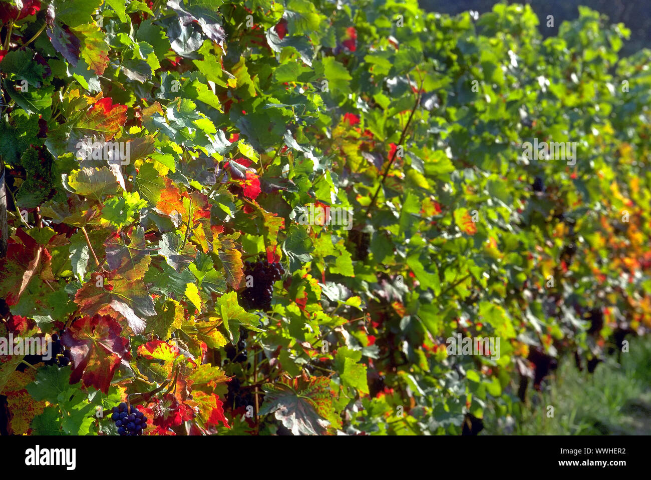 Growing vine hi-res stock photography and images - Alamy