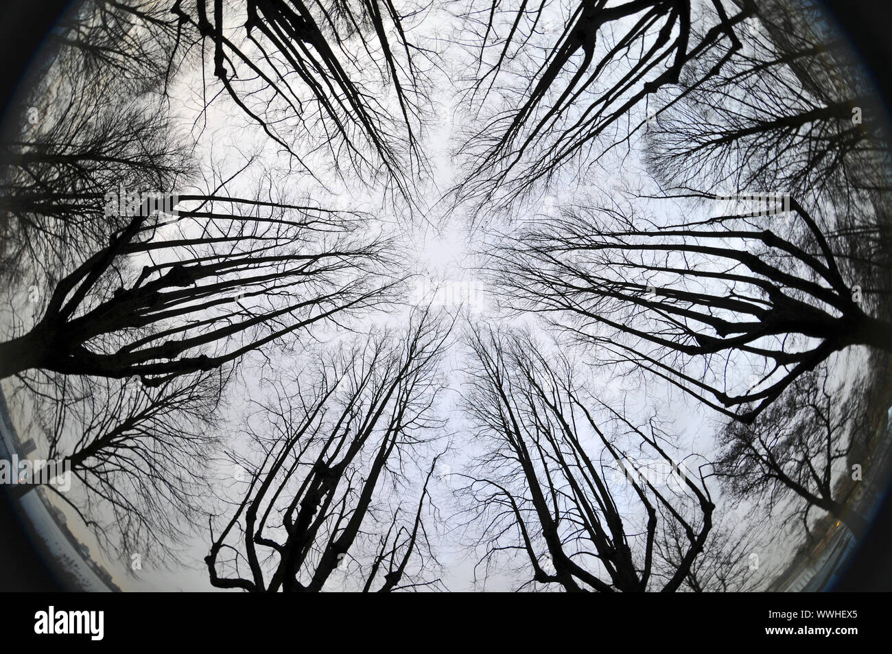 Tree circle hi-res stock photography and images - Alamy