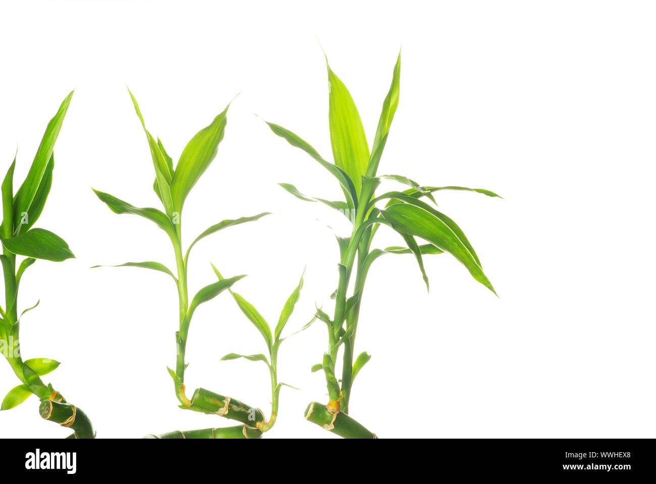Bamboo isolated on a white background Stock Photo - Alamy