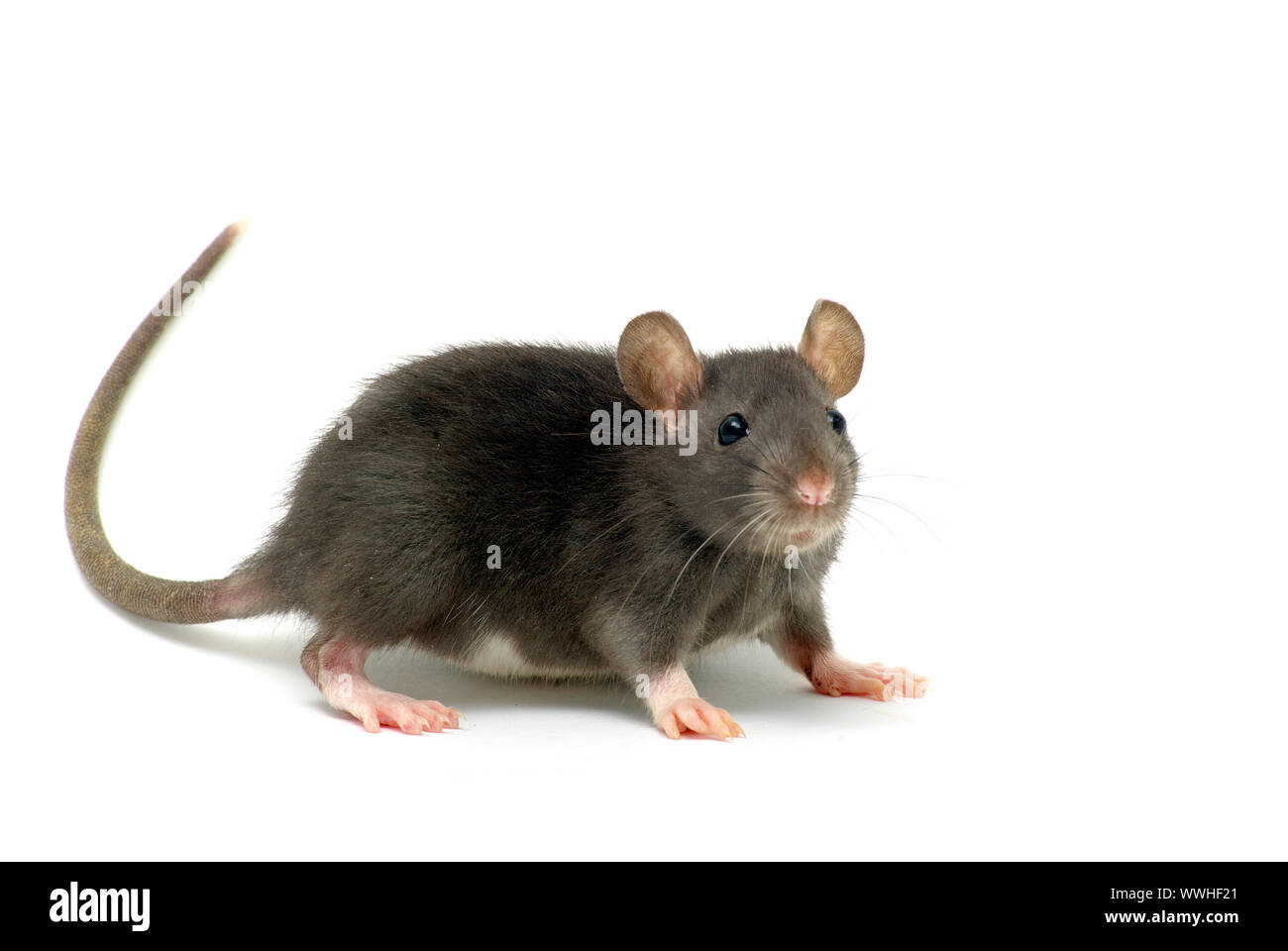 funny rat isolated on white background Stock Photo - Alamy