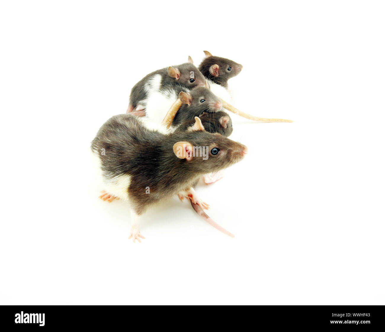 funny rat isolated on white background Stock Photo - Alamy
