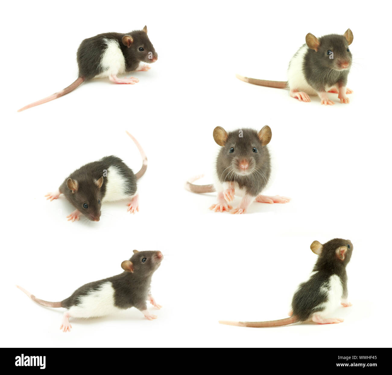 funny rat isolated on white background Stock Photo - Alamy