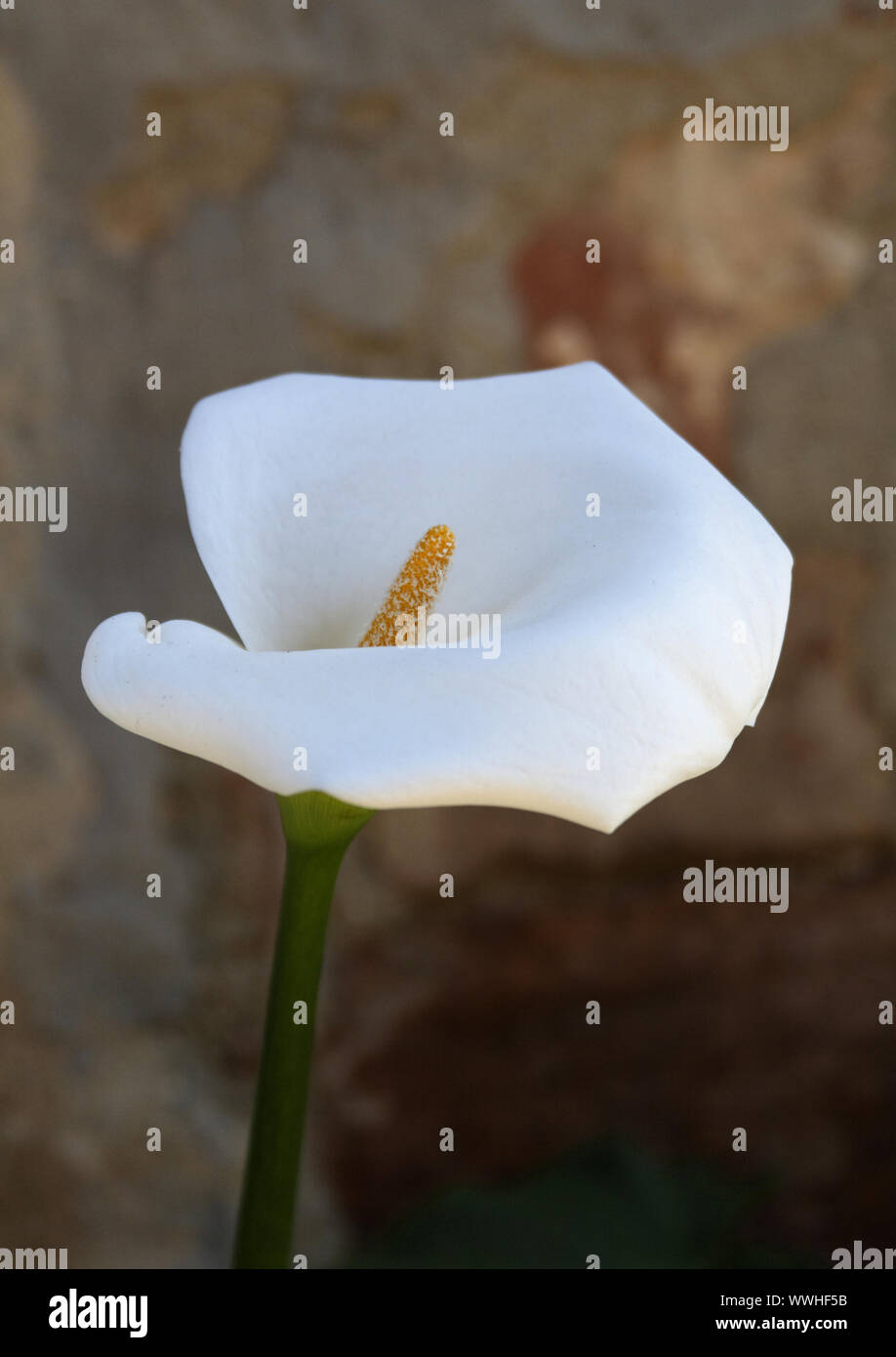 Calla hi-res stock photography and images - Alamy