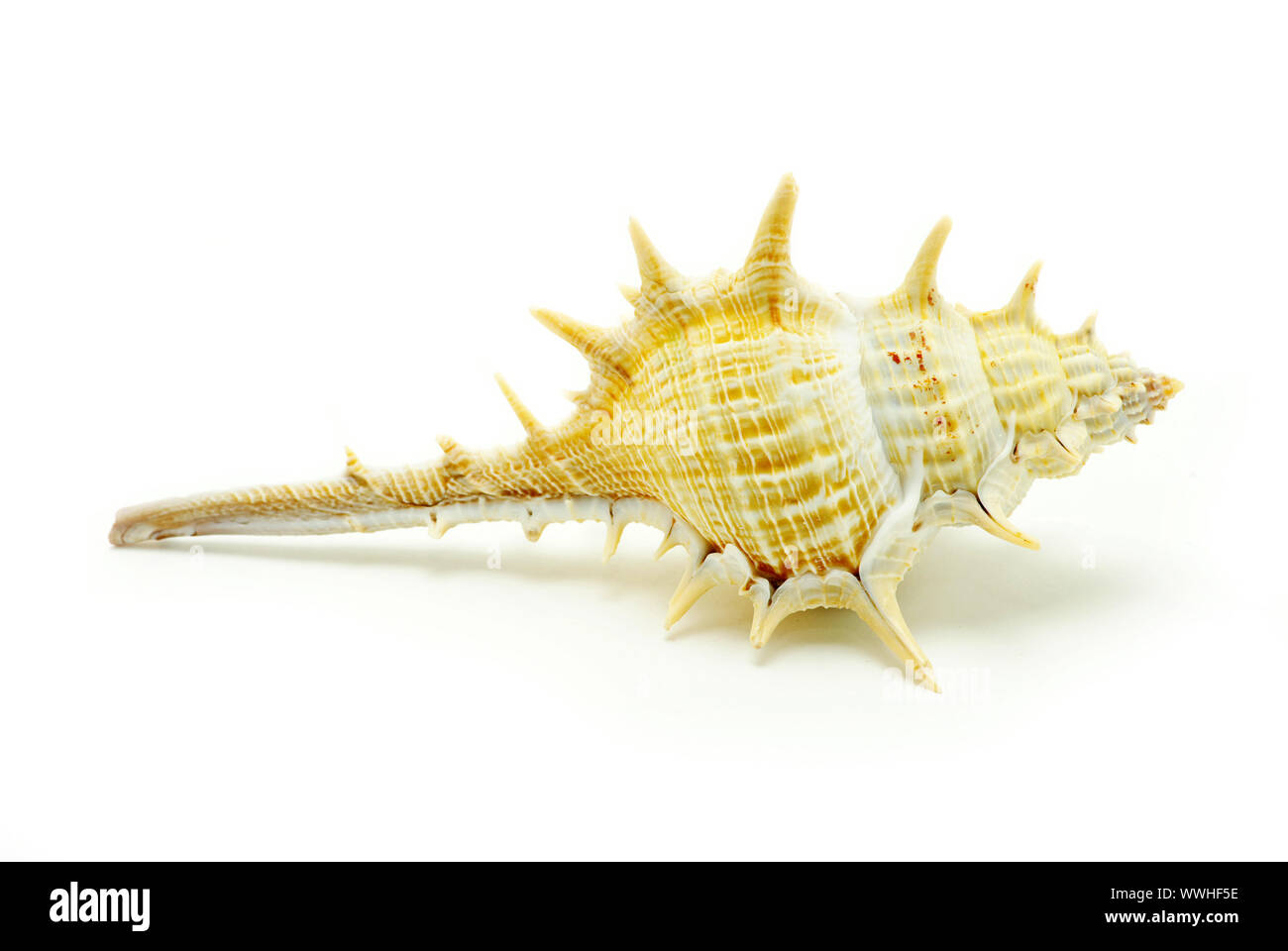 Sea shell isolated on white background Stock Photo - Alamy