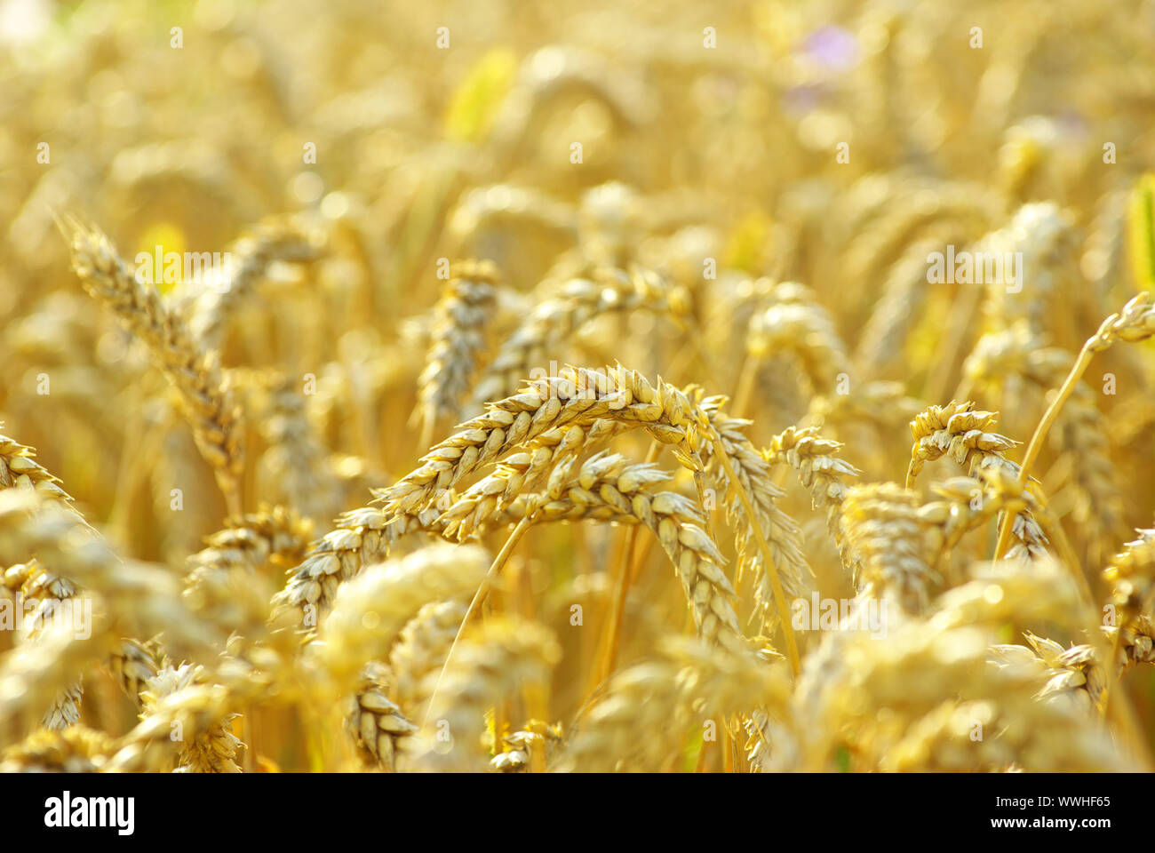 grain ready for harvest growing in a farm field Stock Photo - Alamy