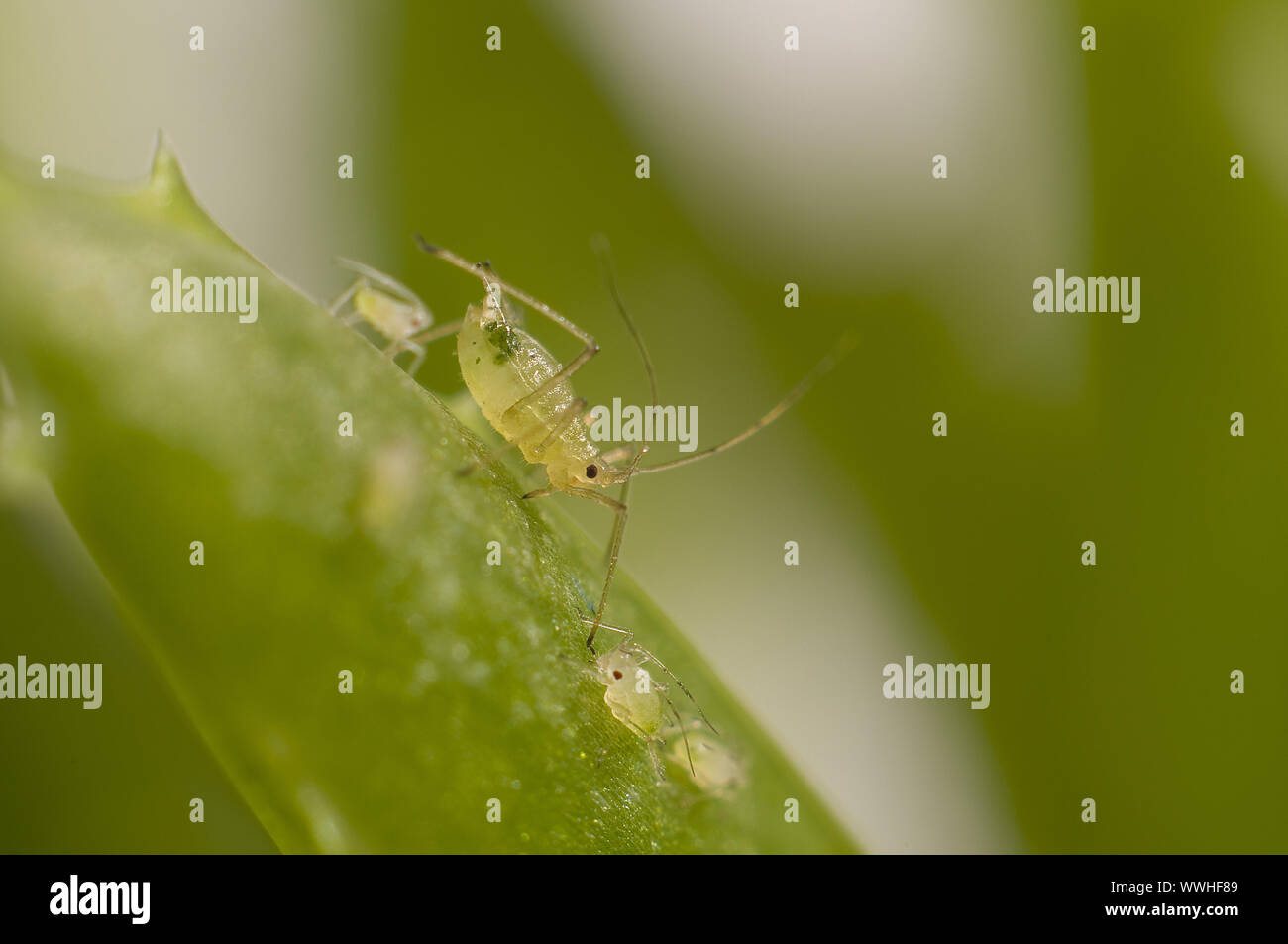 Close up aphid hi-res stock photography and images - Alamy
