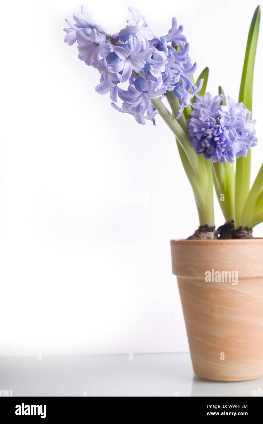 Spring herald hi-res stock photography and images - Alamy