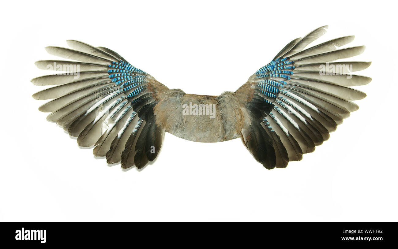 Pair of wings isolated on white Stock Photo - Alamy