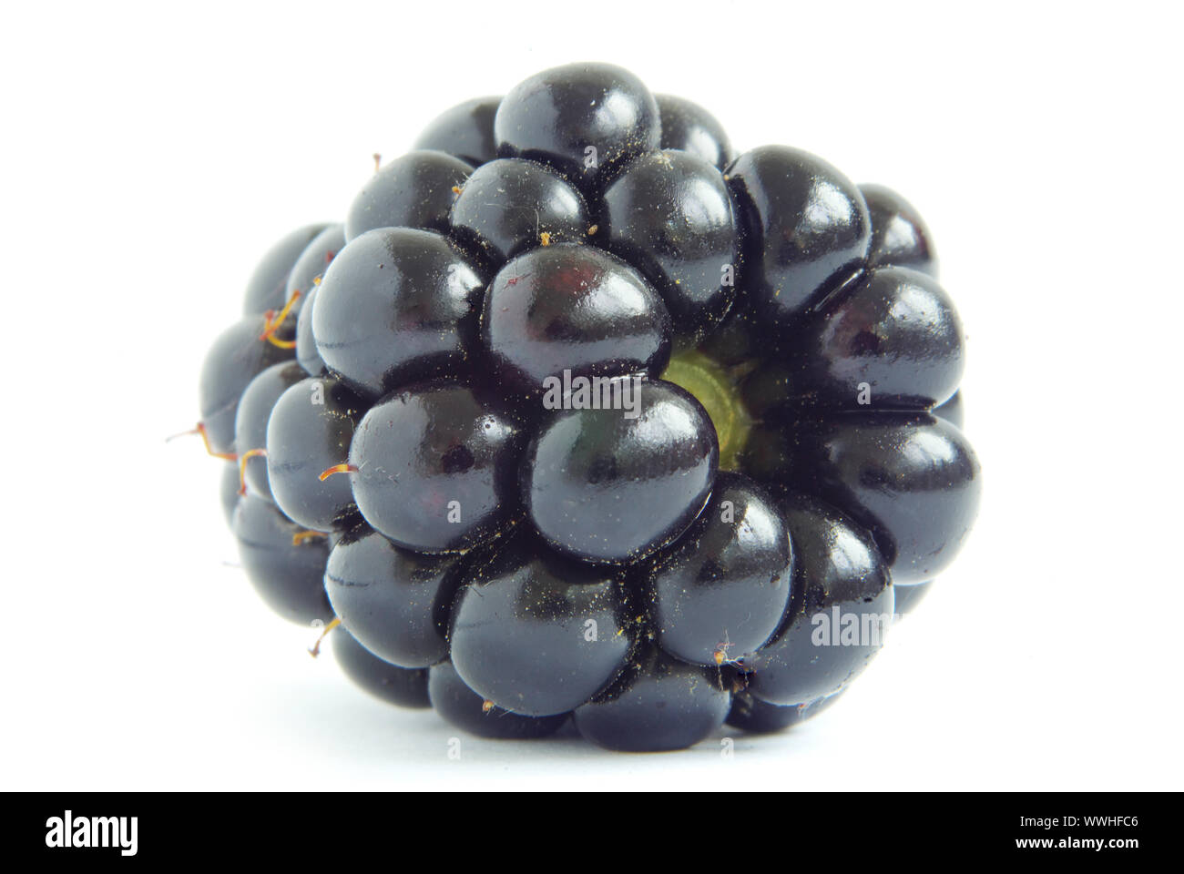 blackberry isolated on white background Stock Photo - Alamy