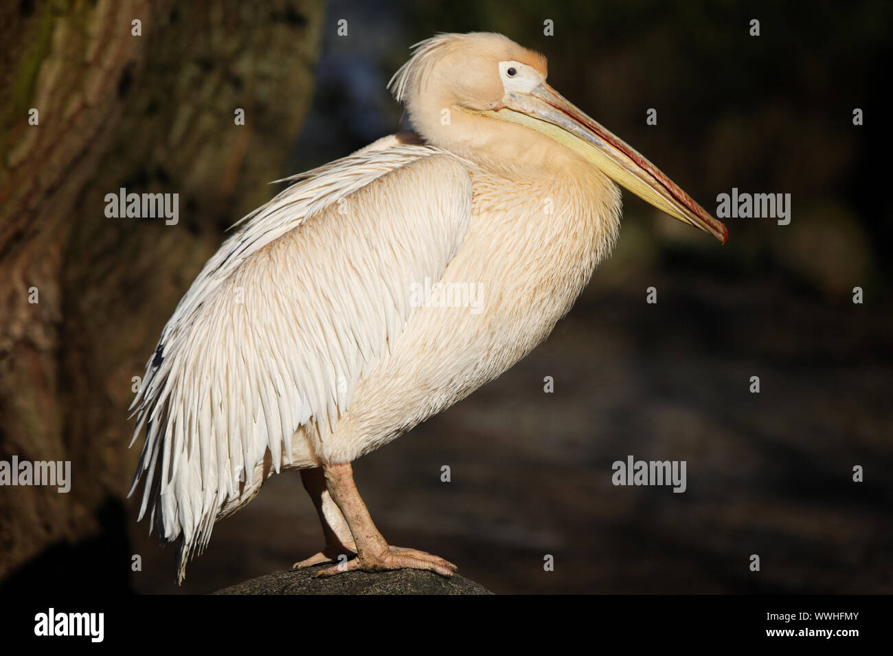 Enjoy the sun Stock Photo - Alamy