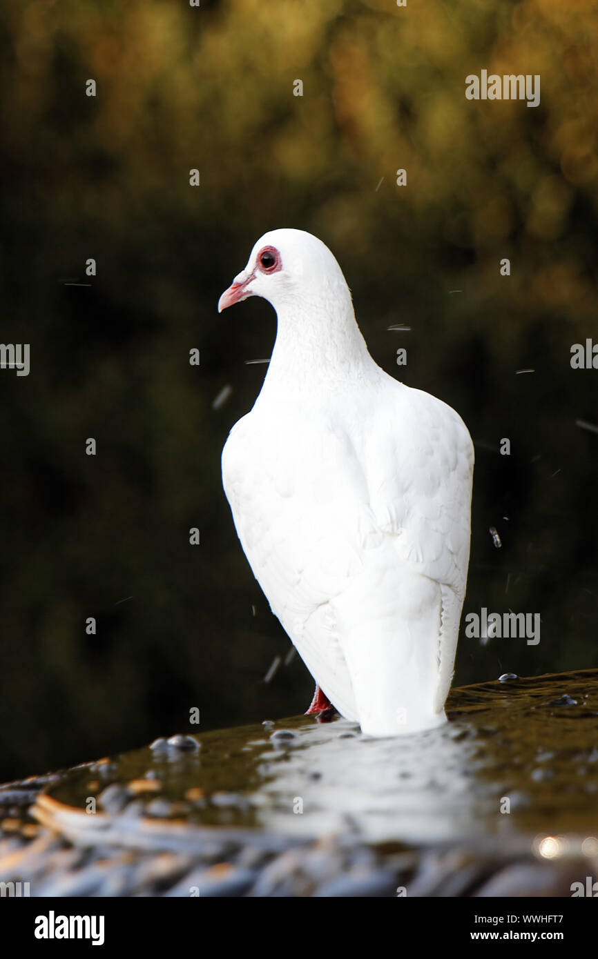 Columbidae dove hi-res stock photography and images - Alamy