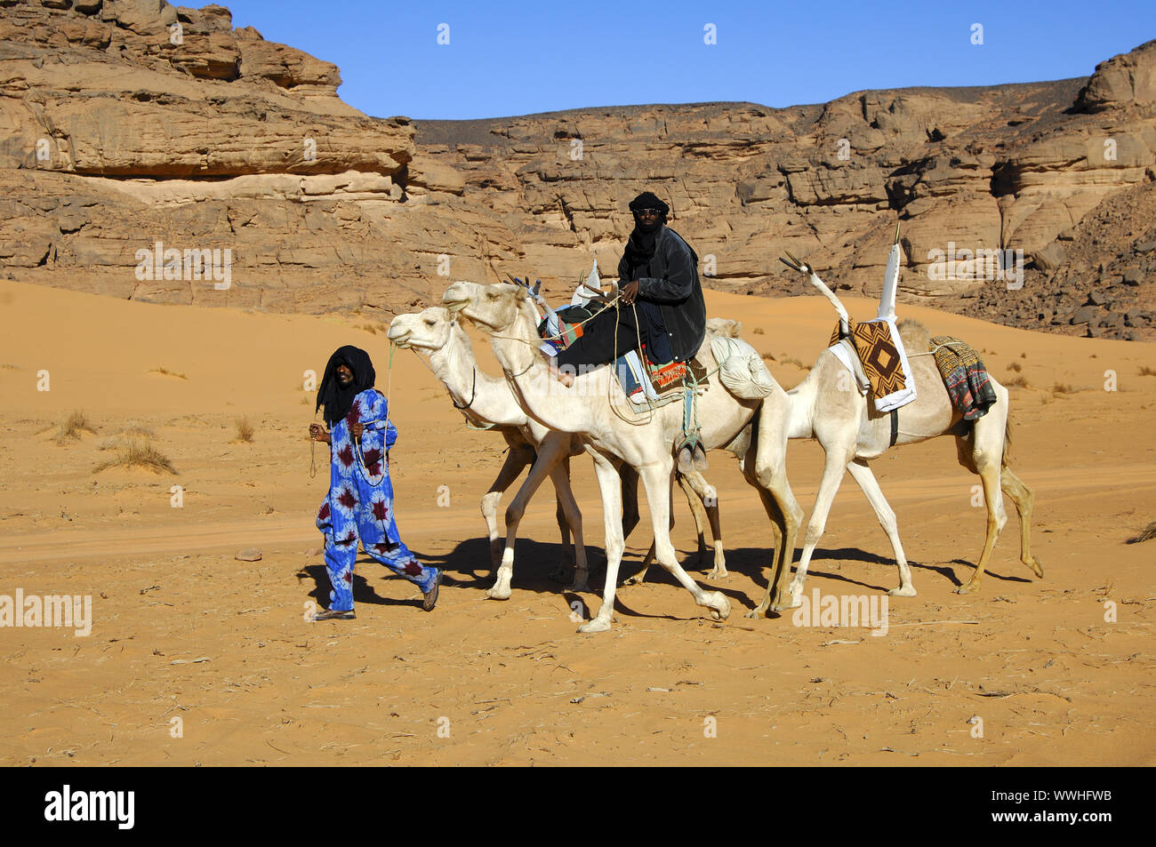 Libya tuareg camel africa desert hi-res stock photography and images ...
