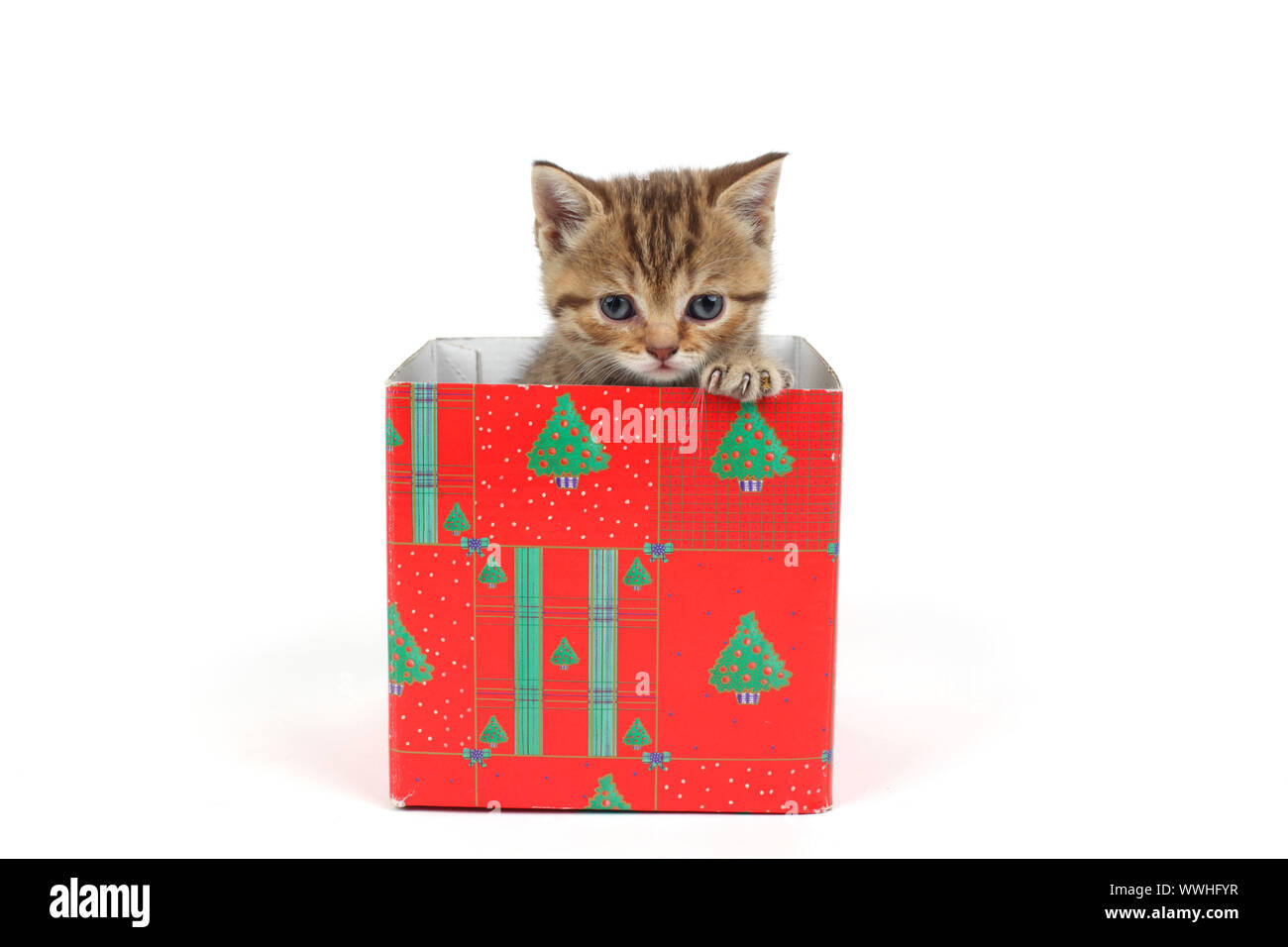 cat in gift box isolated on white background Stock Photo - Alamy