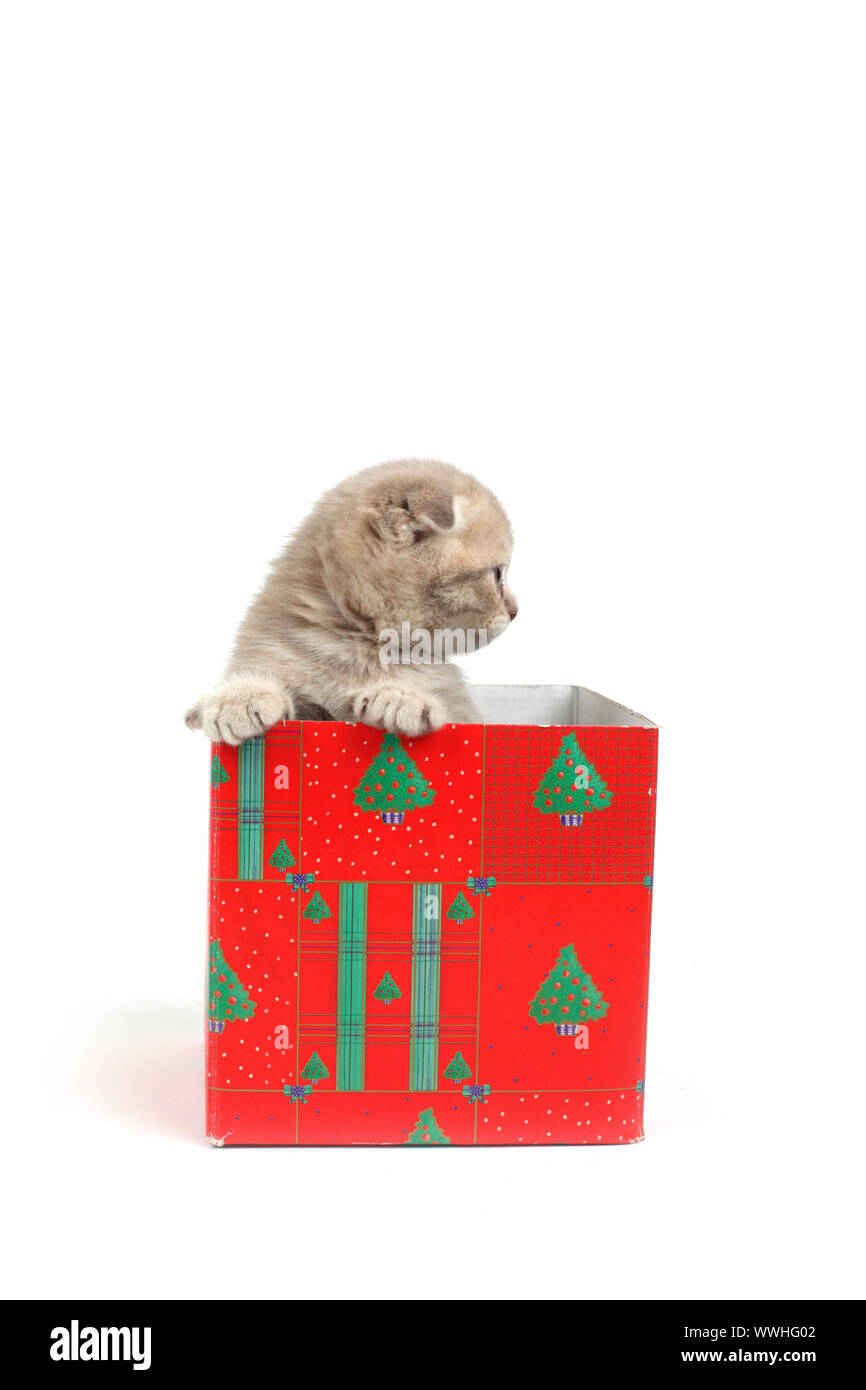 cat in gift box isolated on white background Stock Photo - Alamy
