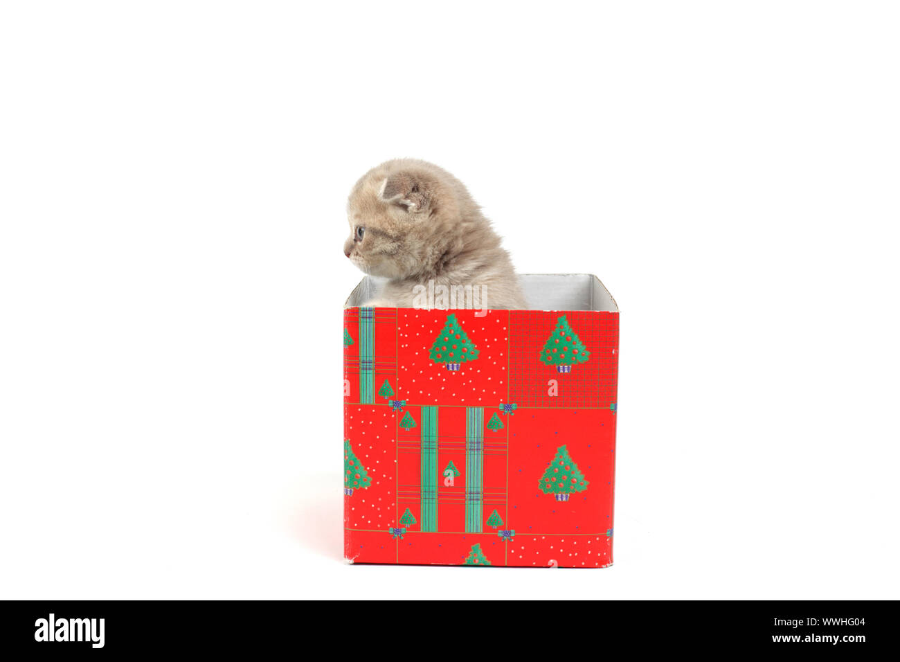 cat in gift box isolated on white background Stock Photo - Alamy