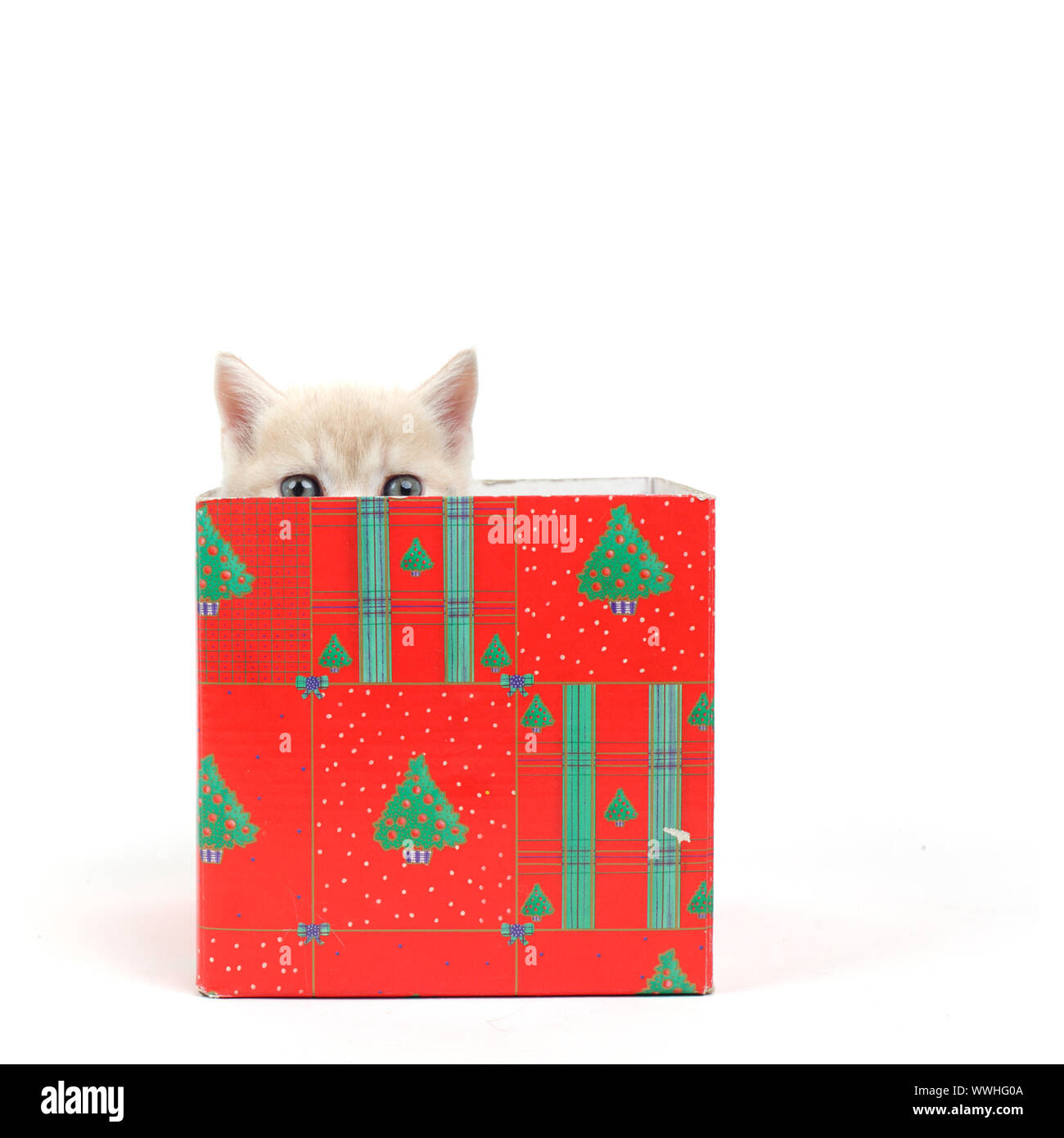 cat in gift box isolated on white background Stock Photo - Alamy