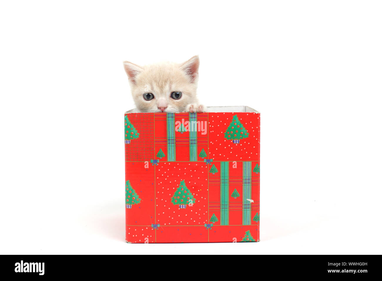 cat in gift box isolated on white background Stock Photo - Alamy