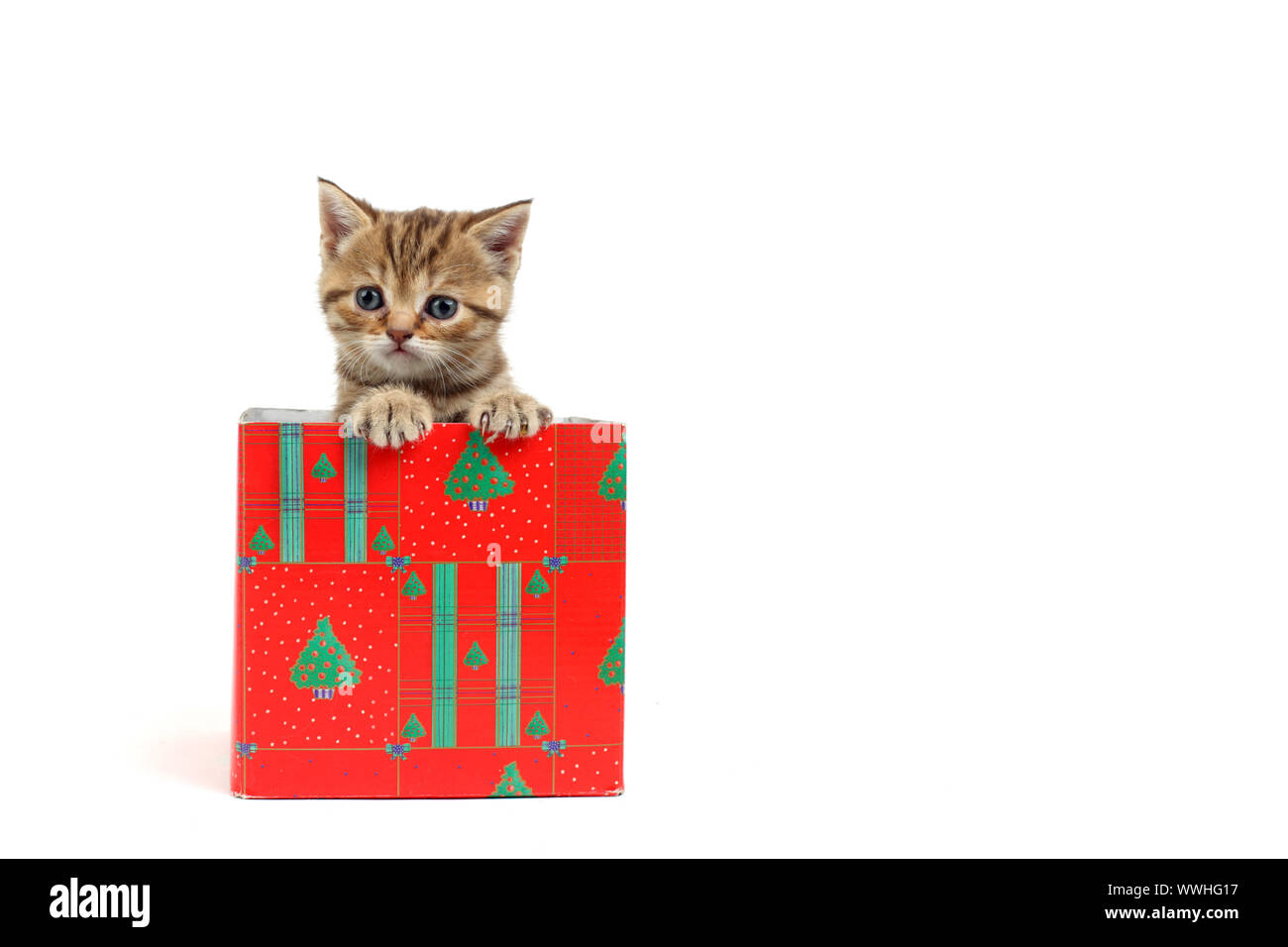 cat in gift box isolated on white background Stock Photo - Alamy