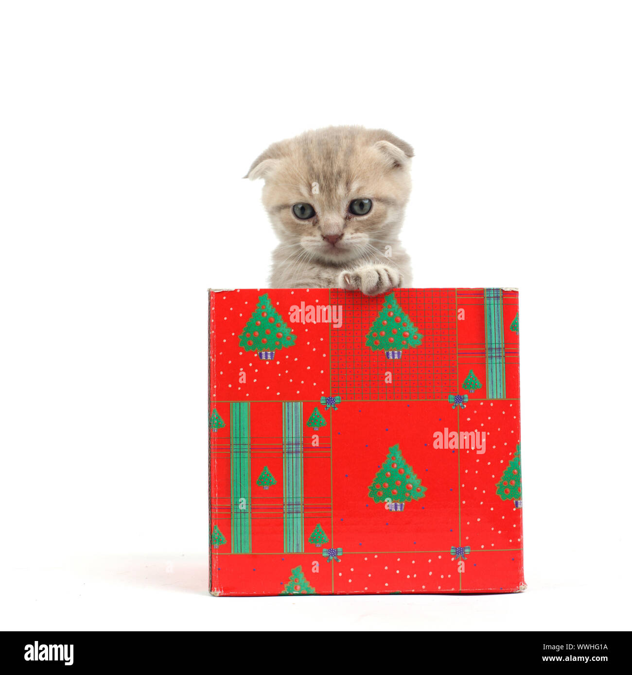 cat in gift box isolated on white background Stock Photo - Alamy