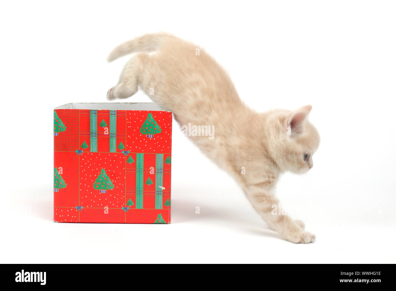 cat in gift box isolated on white background Stock Photo - Alamy