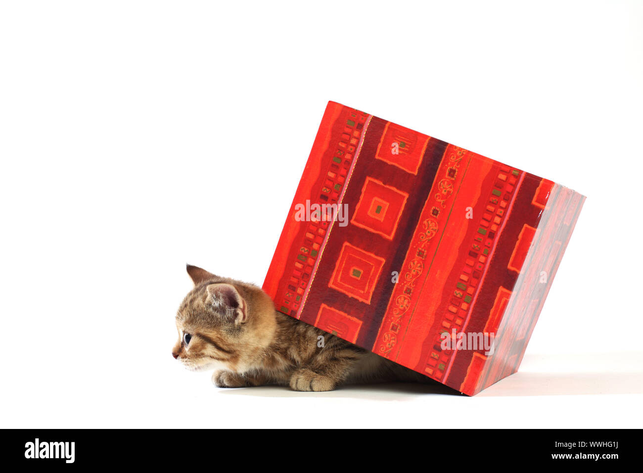 cat in gift box isolated on white background Stock Photo - Alamy