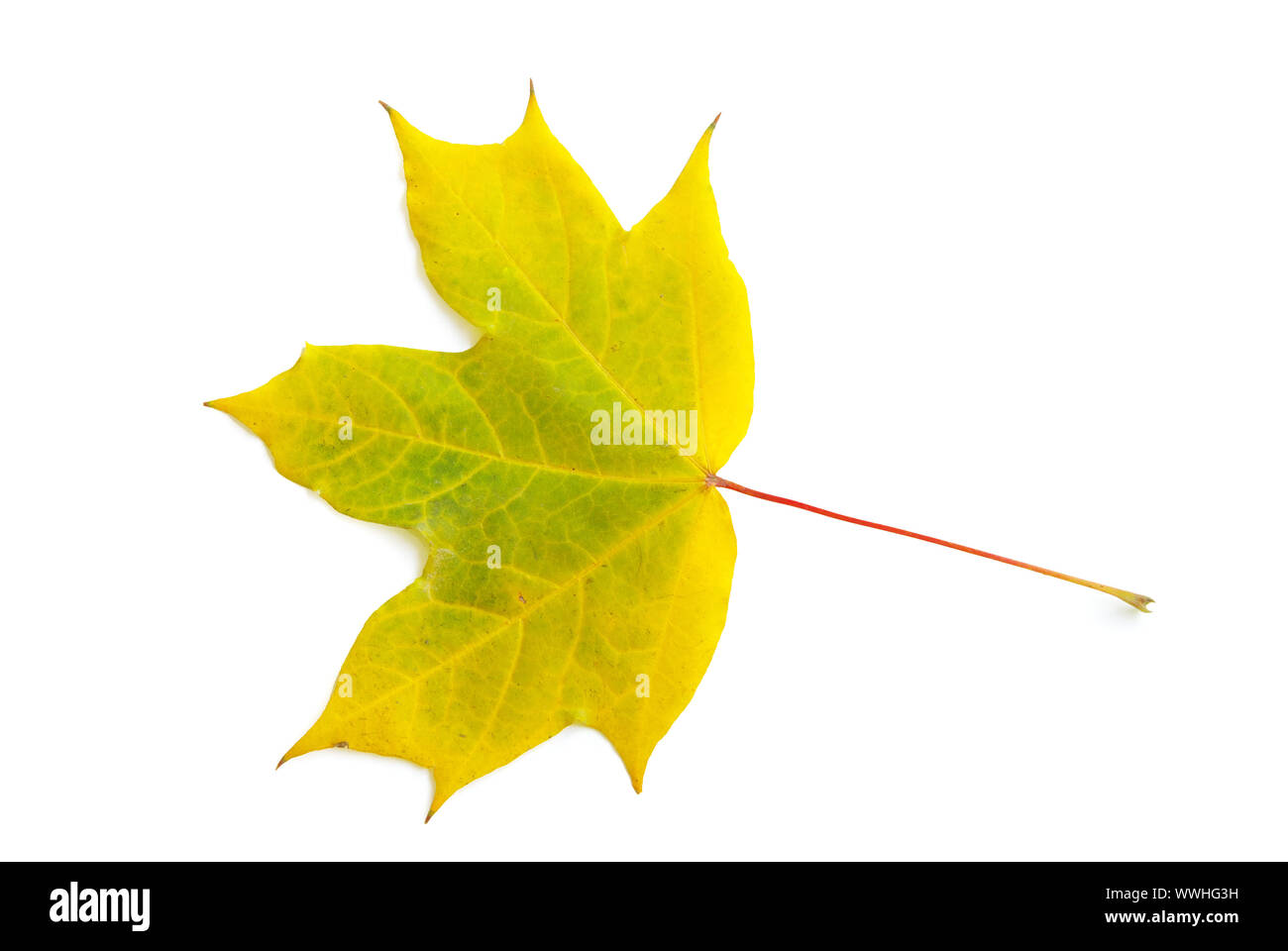 autumn maple leaf isolated on white background Stock Photo - Alamy