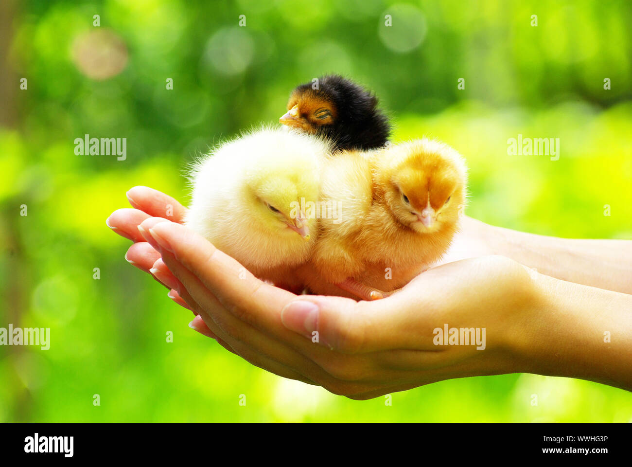 Hand hold caring for a small chicken Stock Photo - Alamy