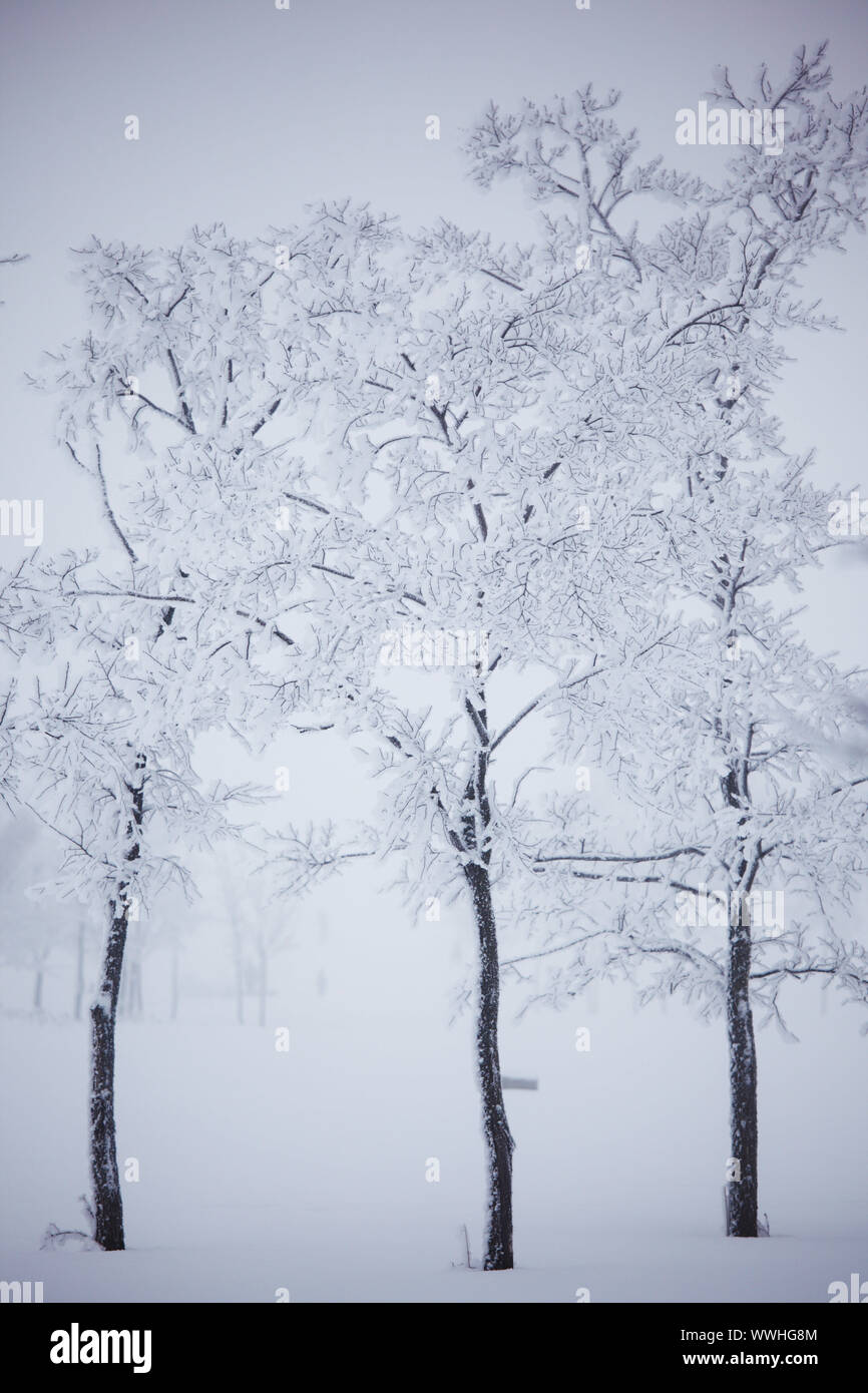 winter trees on snow white background Stock Photo - Alamy