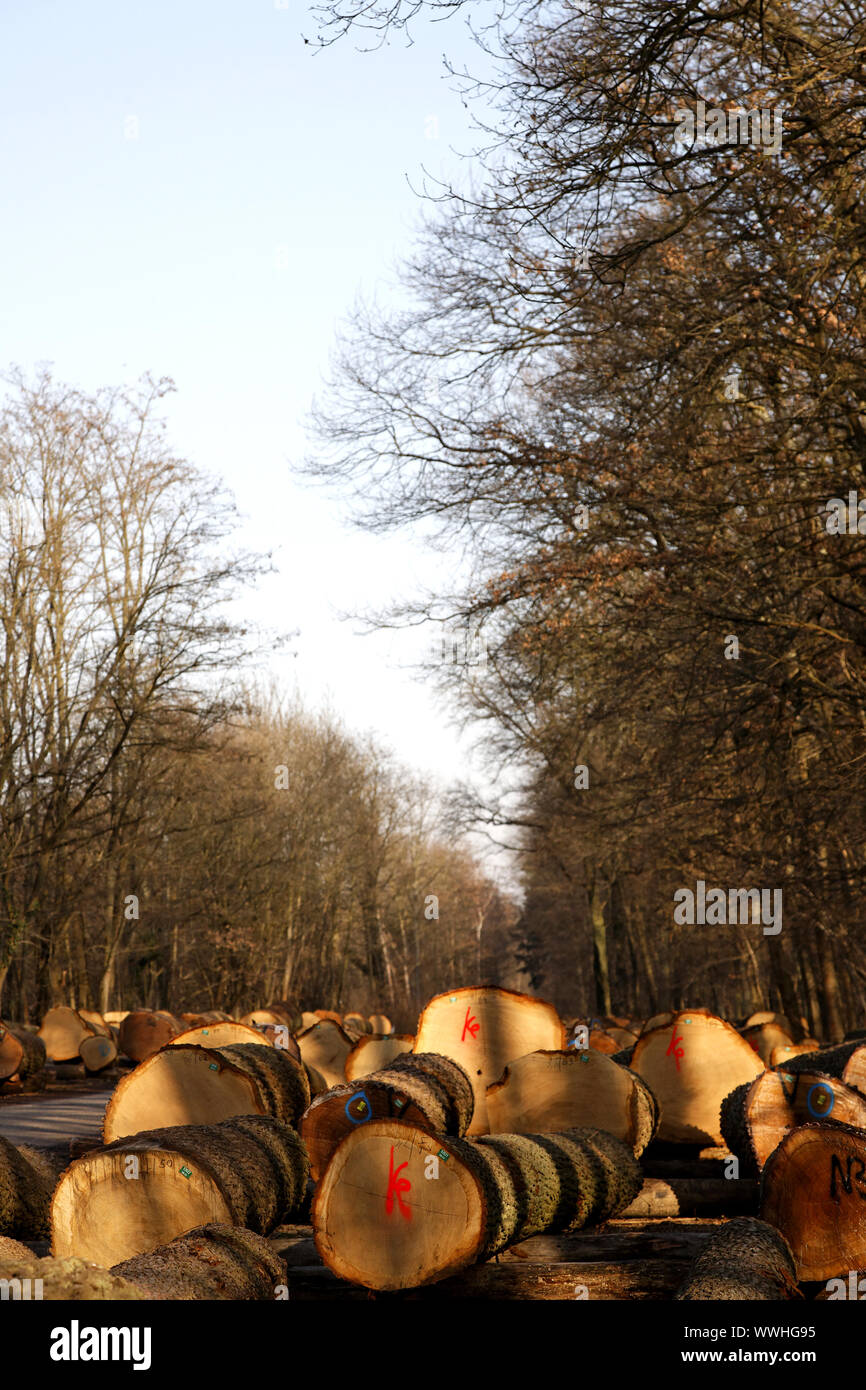 Valuable timber hi-res stock photography and images - Alamy