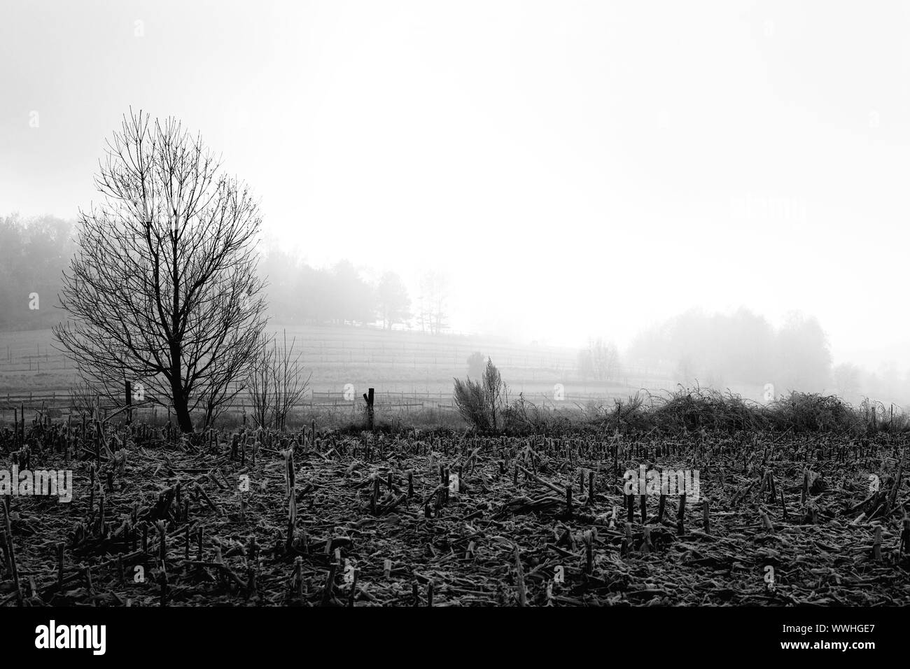 Field of maize Black and White Stock Photos & Images - Alamy
