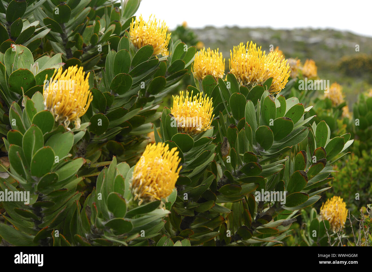 Flowering Sugar Bush, South Africa Stock Photo - Alamy
