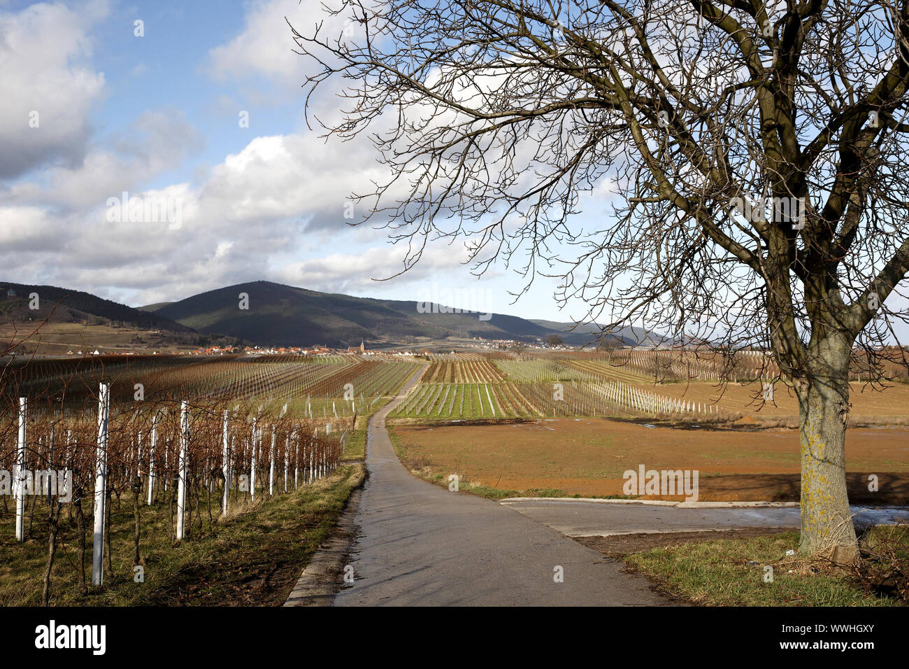 View of Burrweiler Stock Photo - Alamy