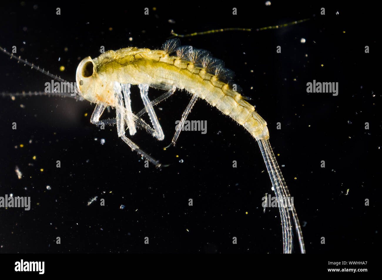 Dragonfly Larva High Resolution Stock Photography and Images - Alamy