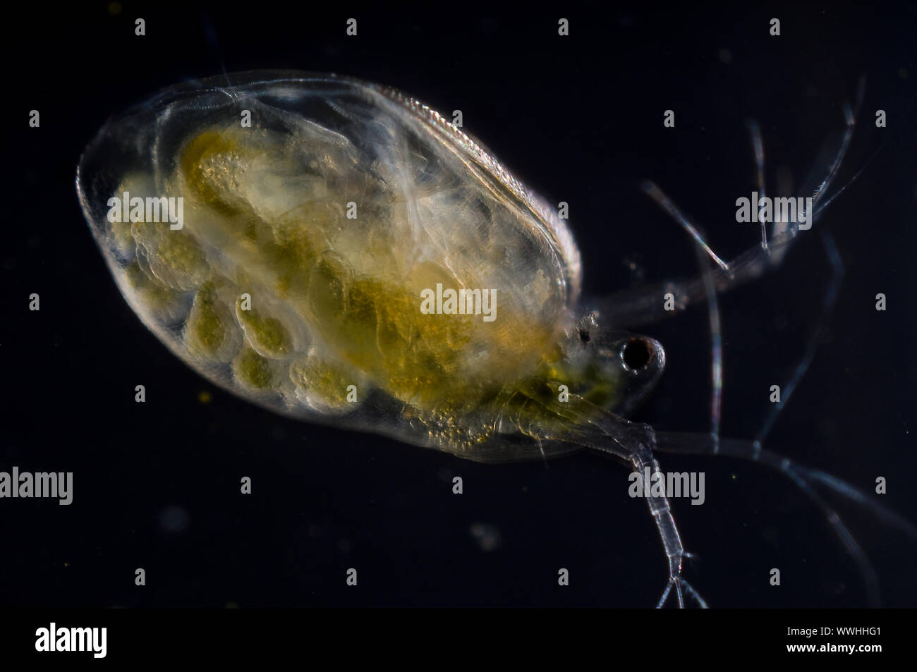 Simocephalus hi-res stock photography and images - Alamy