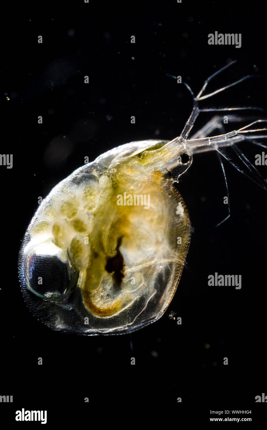 Simocephalus vetulos hi-res stock photography and images - Alamy