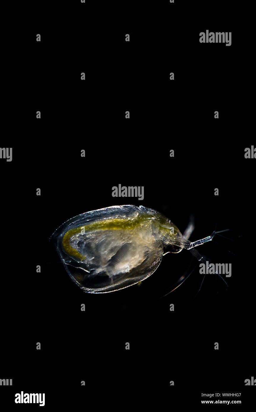 Simocephalus hi-res stock photography and images - Alamy