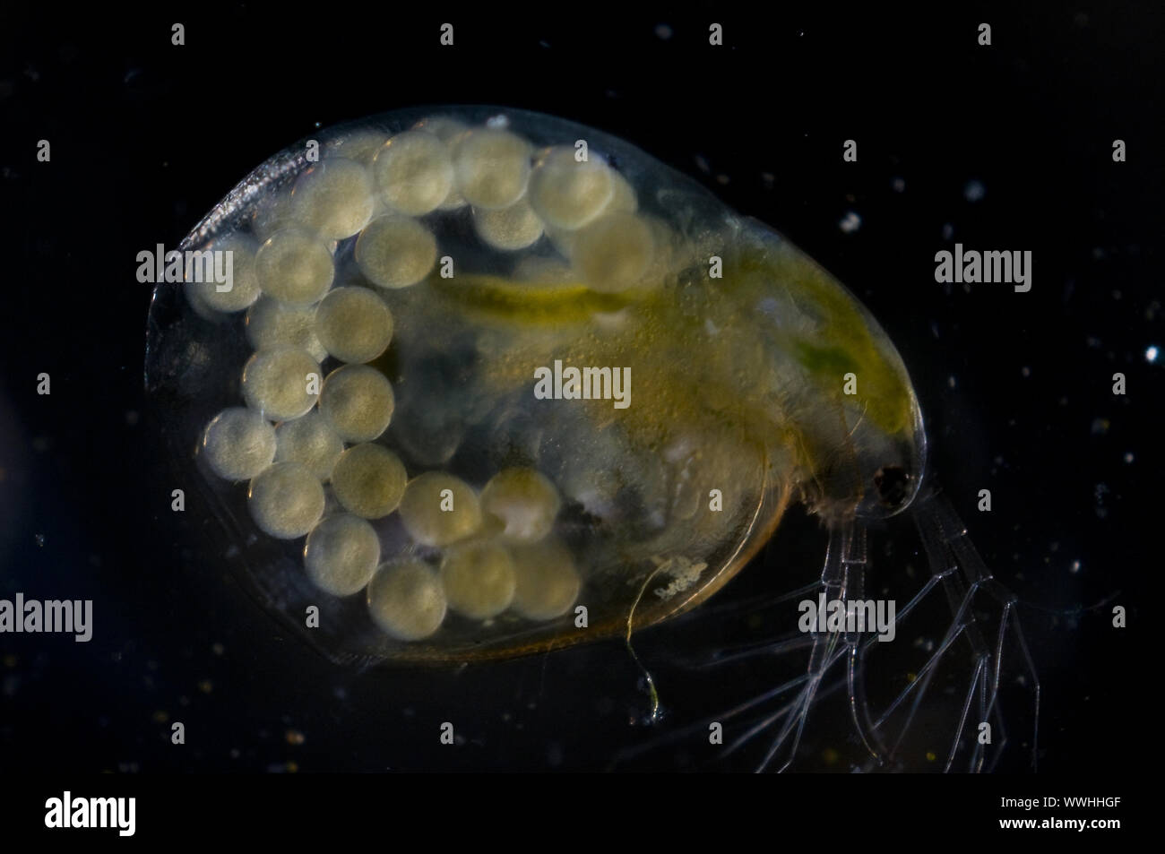 Daphnia hi-res stock photography and images - Alamy